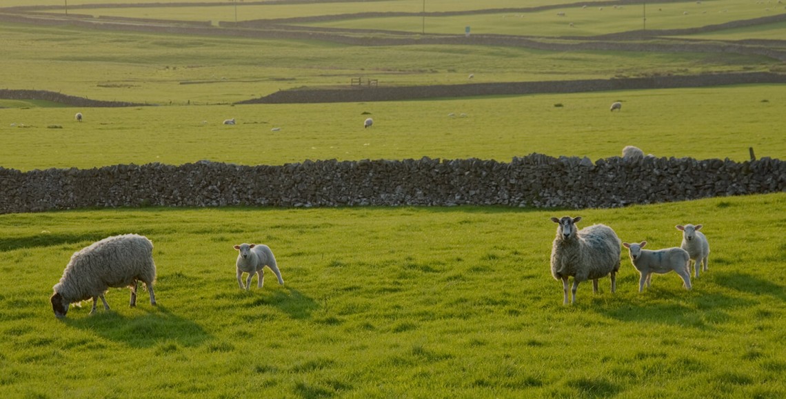 NOAH (National Office of Animal Health)