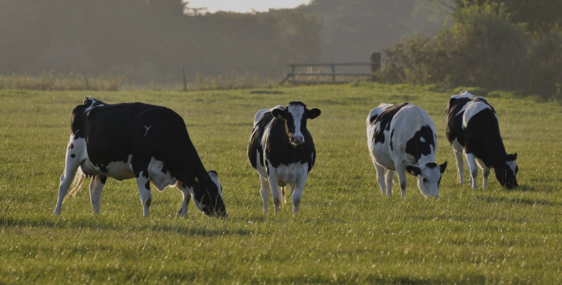 NOAH (National Office of Animal Health)