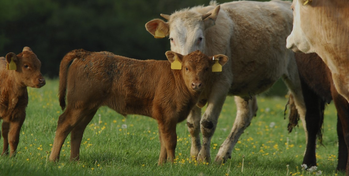 NOAH (National Office of Animal Health)