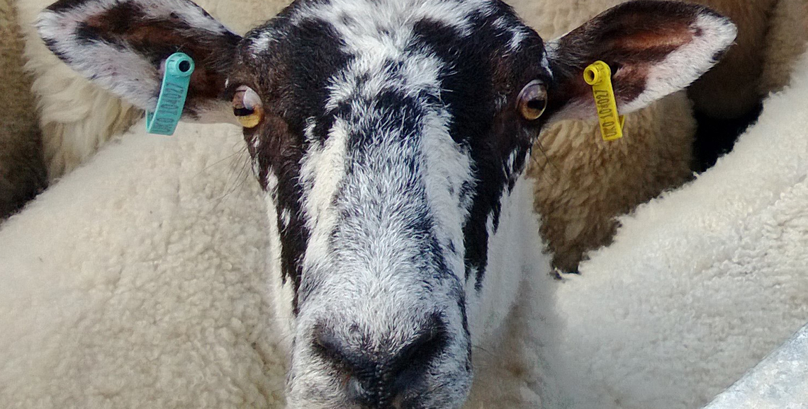 NOAH (National Office of Animal Health)