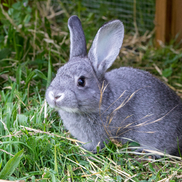 Talk to your vet and protect your pet – NOAH celebrates World ...