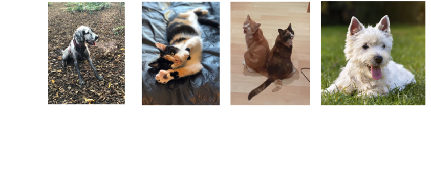 Pandemic Pet Owners Facing Unprecedented Challenges | NOAH (National ...