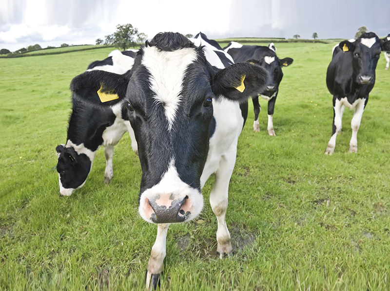 Home page | NOAH (National Office of Animal Health)