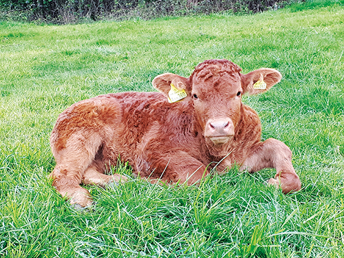 Home page | NOAH (National Office of Animal Health)