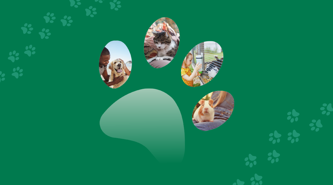 ‘Paws to Protect’ – new NOAH campaign to support pet owner veterinary ...