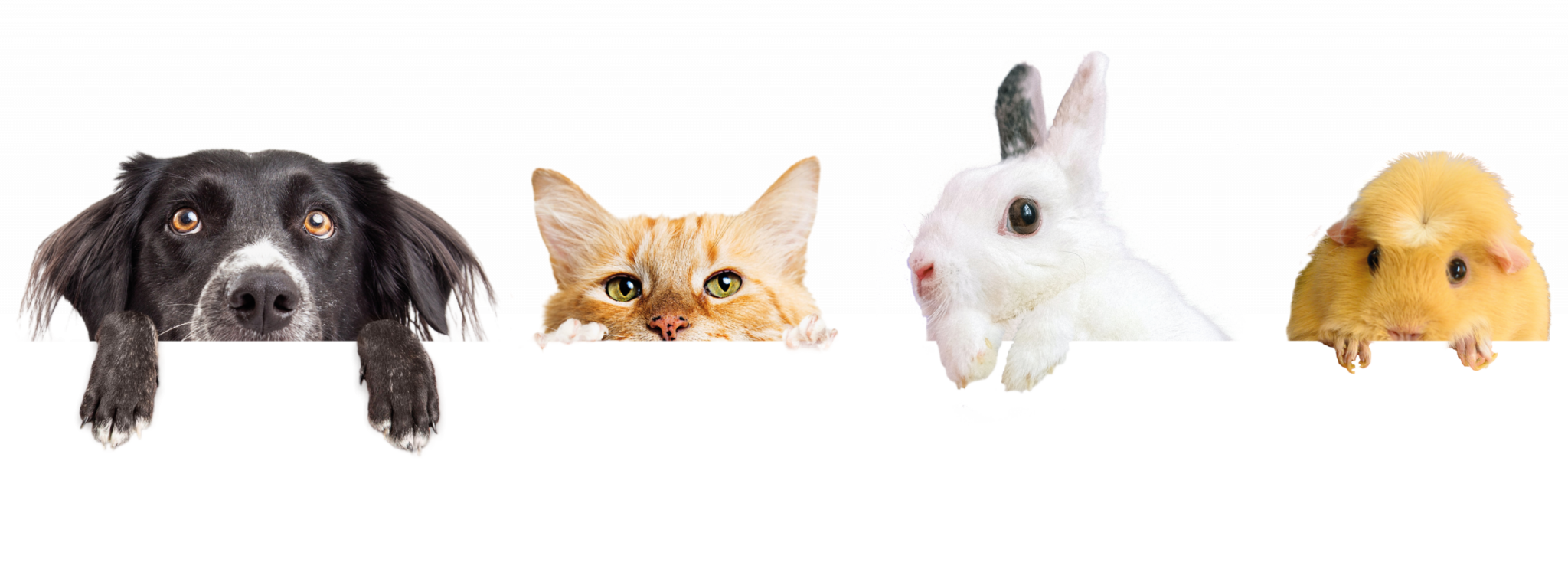 Paws to Protect | NOAH (National Office of Animal Health)